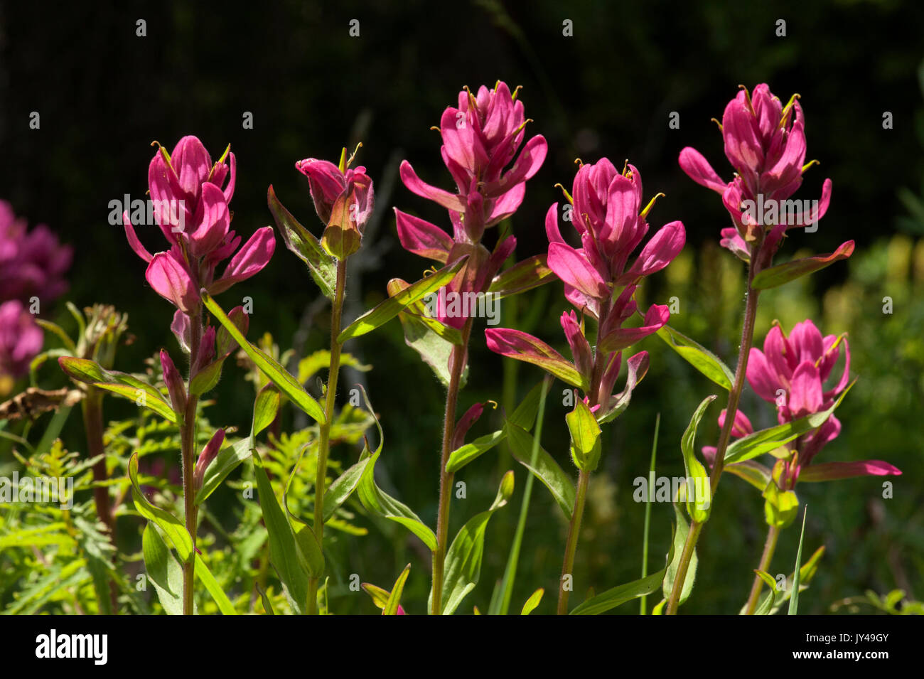 Rose paintbrush hi-res stock photography and images - Alamy
