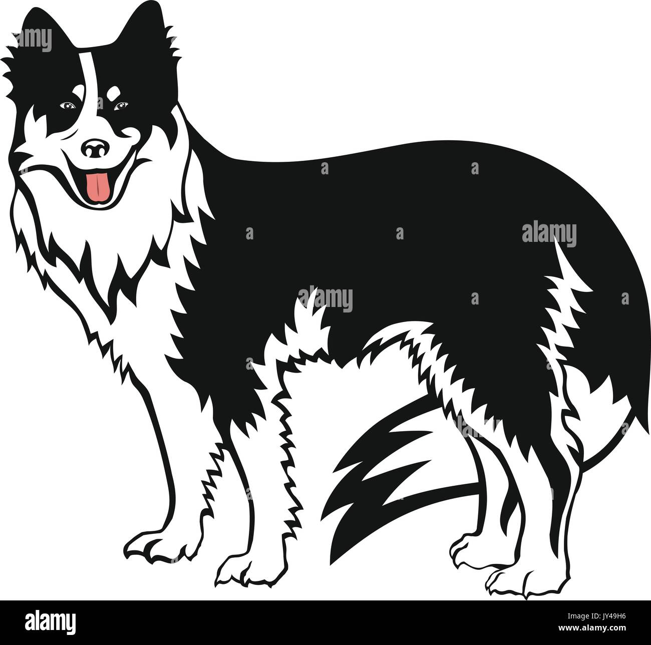 Border Collie Breed Standing Alpha Dog Vector Illustration Stock Vector ...