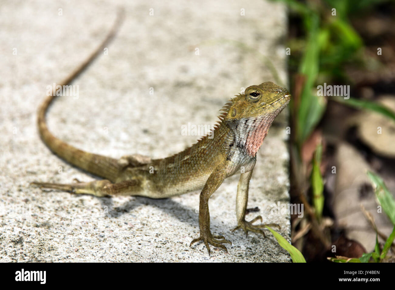 Lizard of singapore hi-res stock photography and images - Alamy