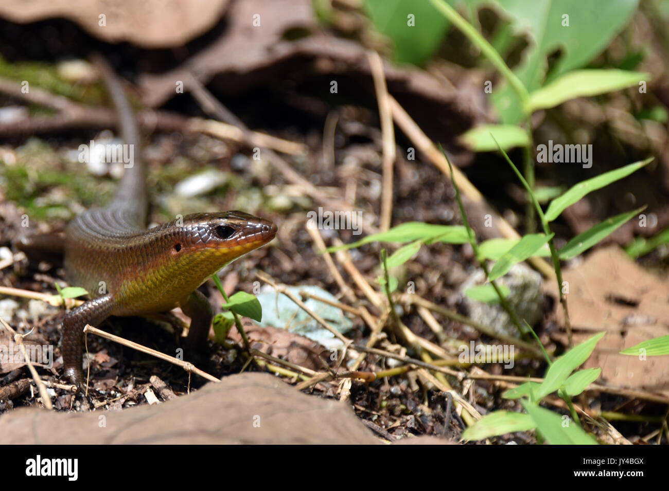 Tail grasslands hi-res stock photography and images - Alamy