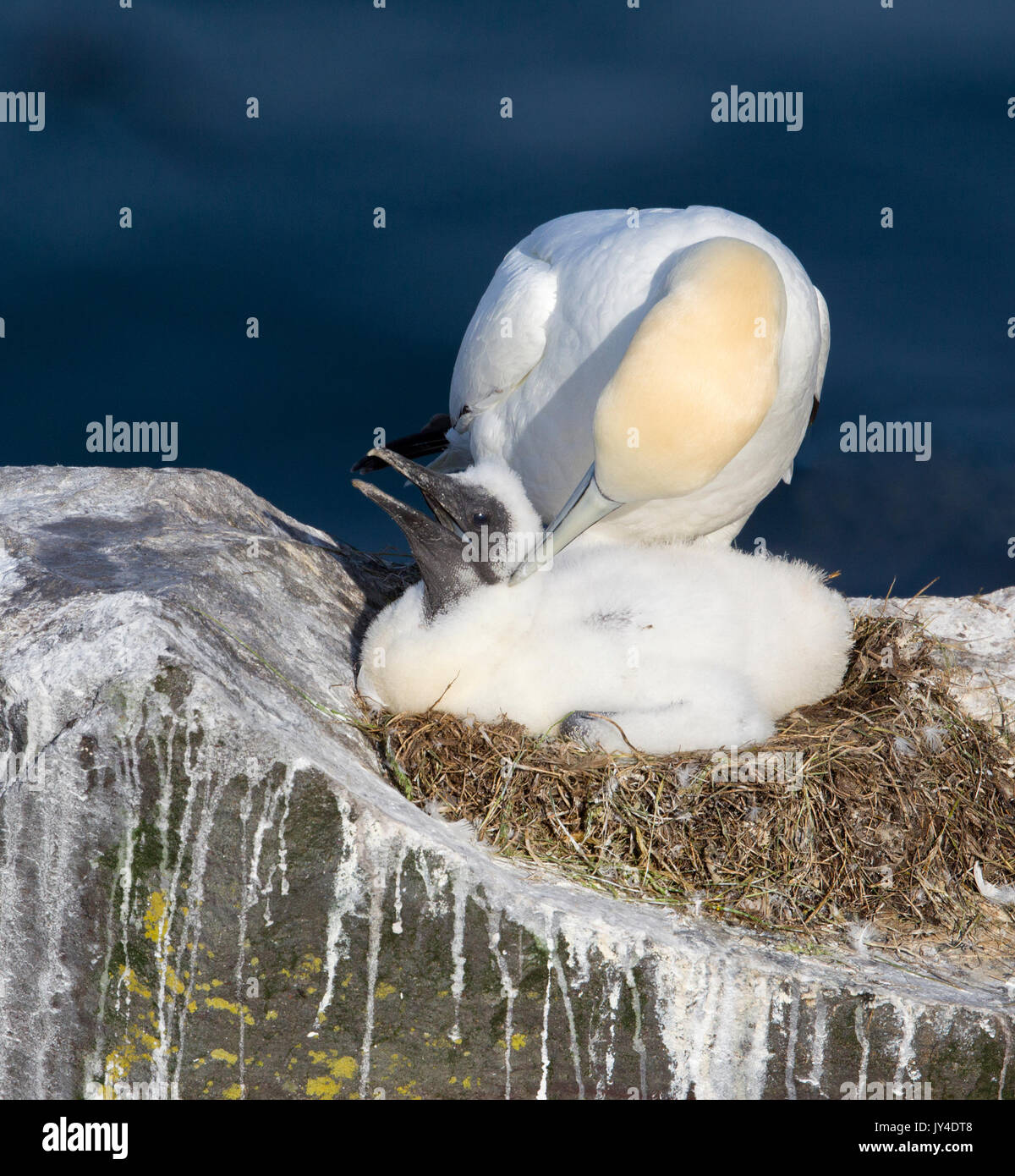 Adult northern gannet in hi-res stock photography and images - Alamy