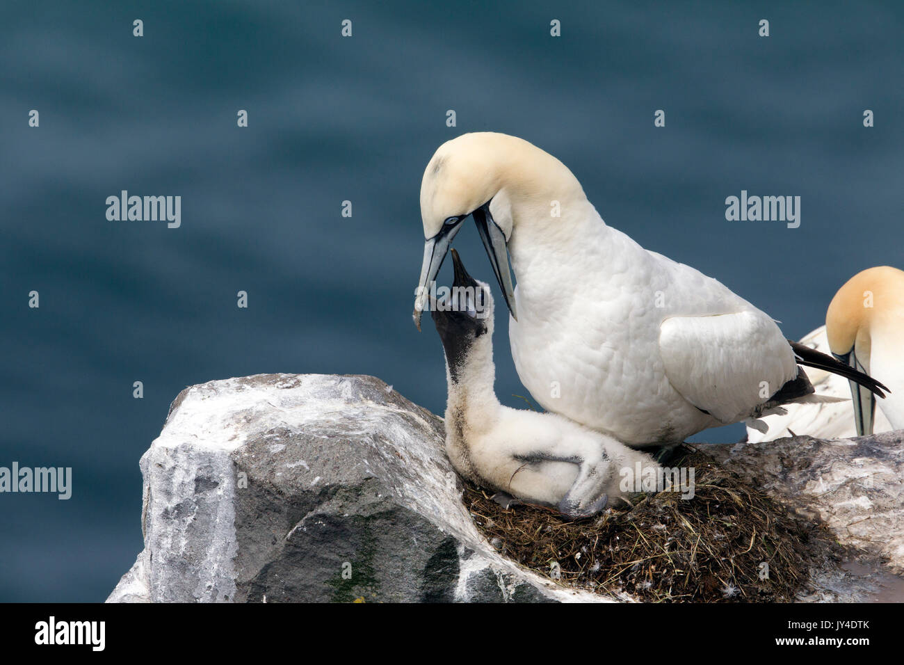Northern gannet feeding hi-res stock photography and images - Alamy