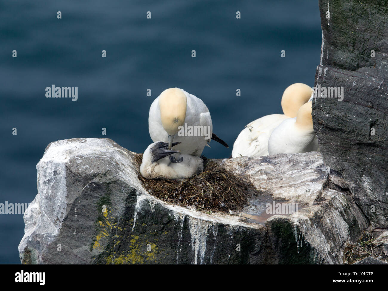 Northern gannet adult feeding chick in nest hi-res stock photography ...