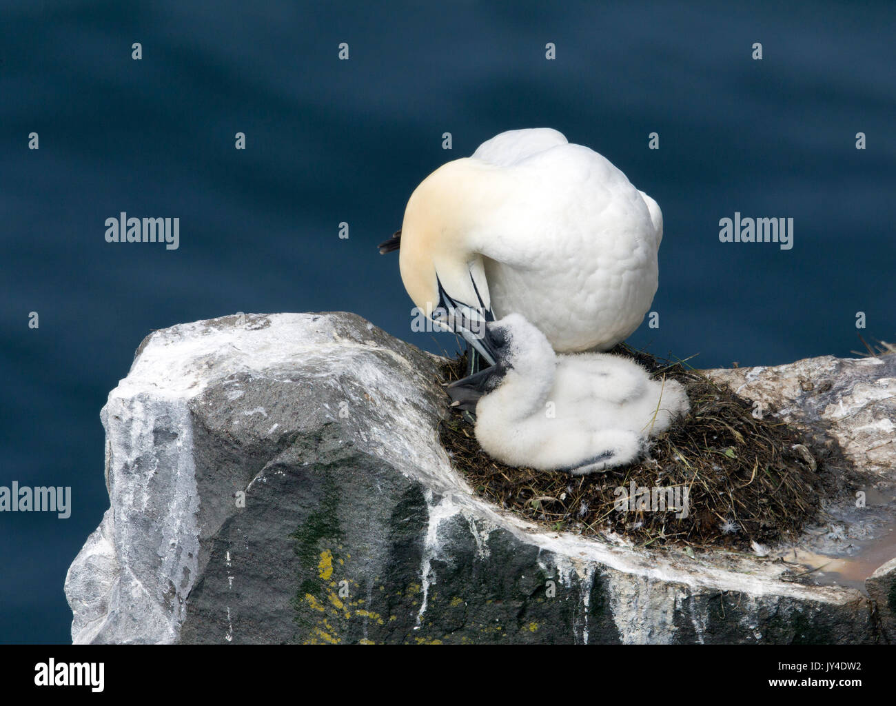 Northern gannet adult feeding chick in nest hi-res stock photography ...