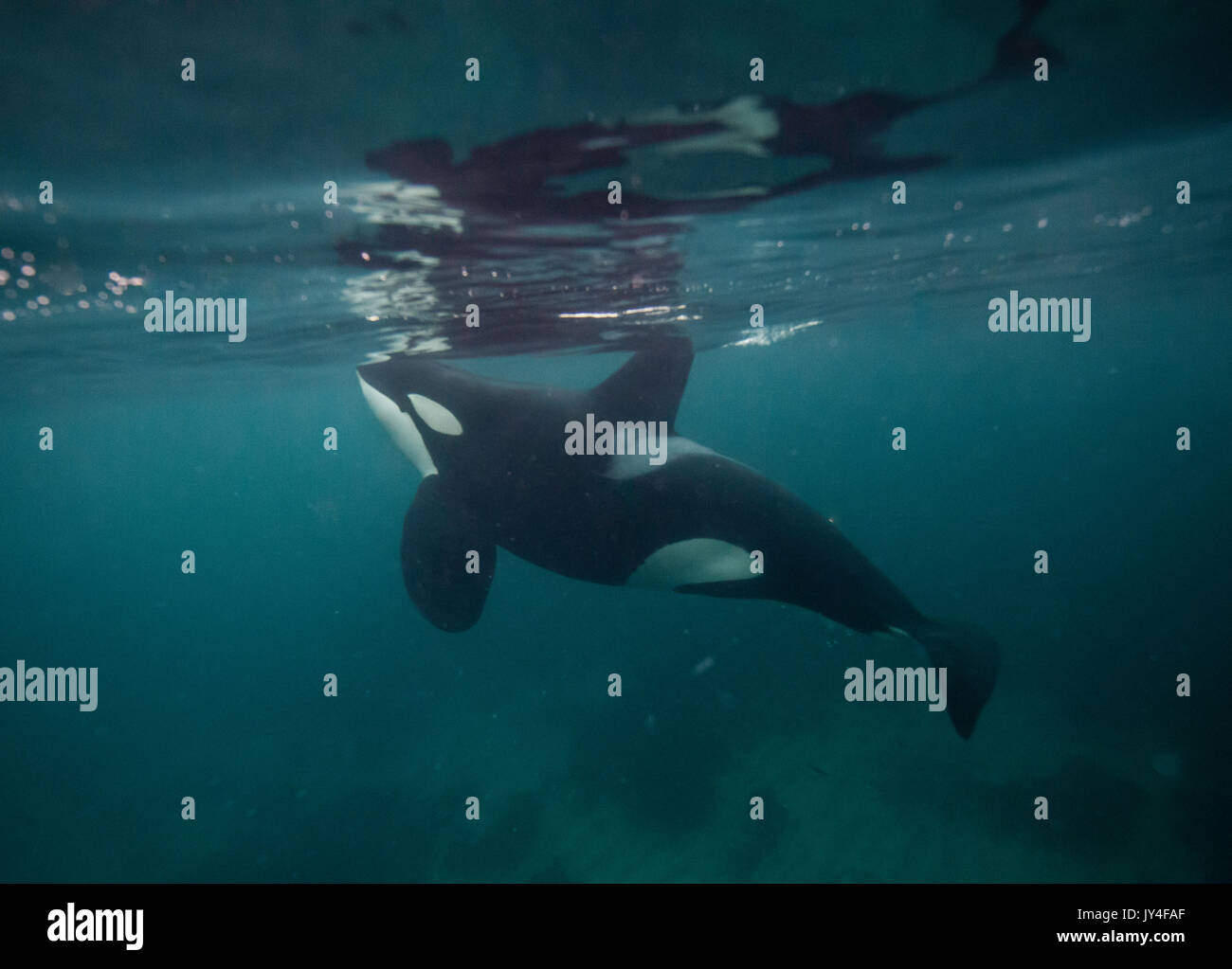 Orca Underwater High Resolution Stock Photography and Images - Alamy