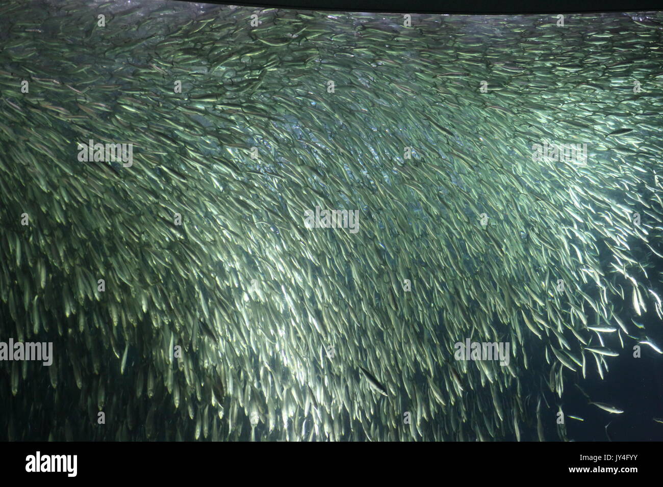 A school of Japanese sardine or Japanese pilchard (Sardinops ...