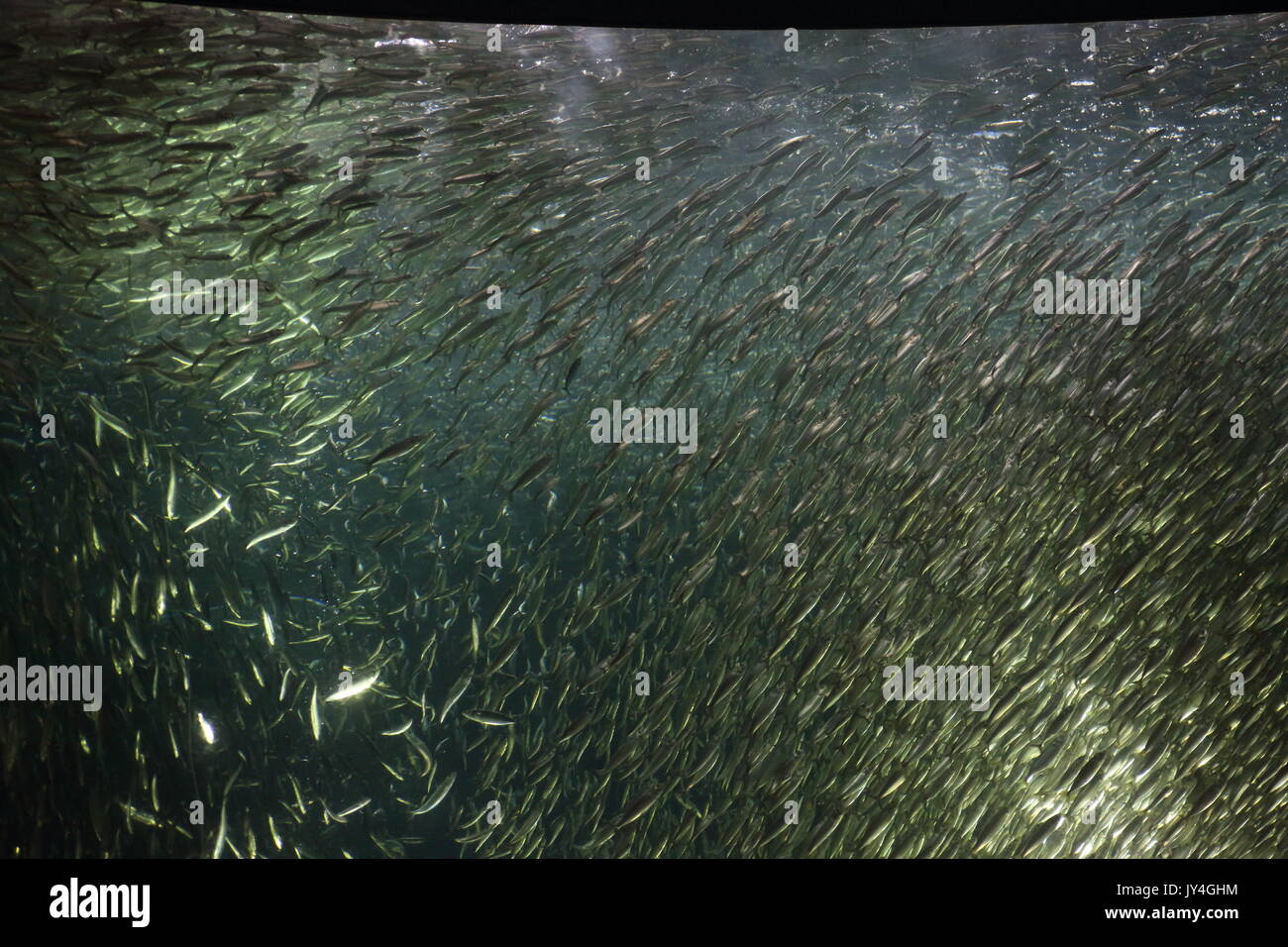 A school of Japanese sardine or Japanese pilchard (Sardinops ...