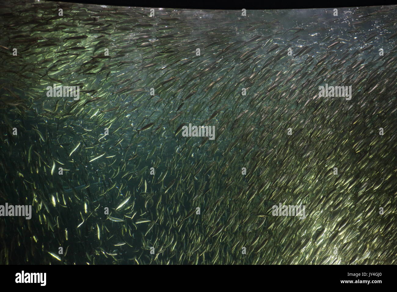 A school of Japanese sardine or Japanese pilchard (Sardinops ...
