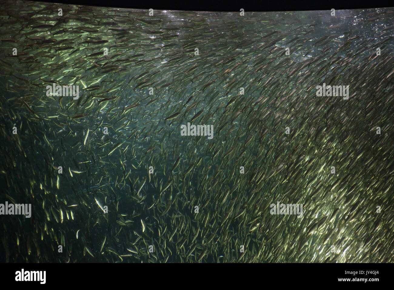 A school of Japanese sardine or Japanese pilchard (Sardinops ...
