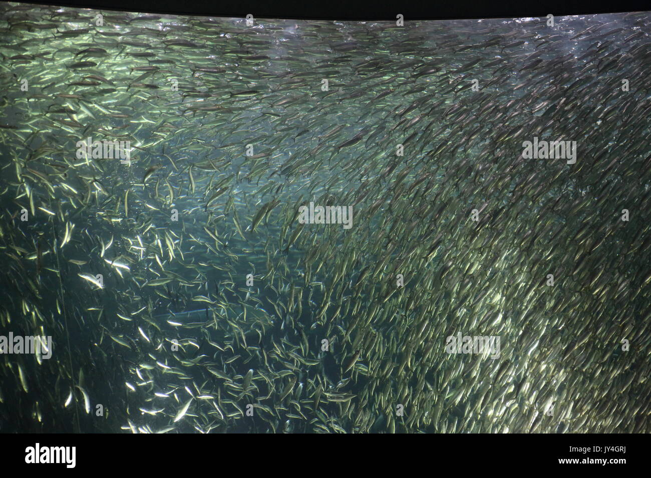 A school of Japanese sardine or Japanese pilchard (Sardinops ...