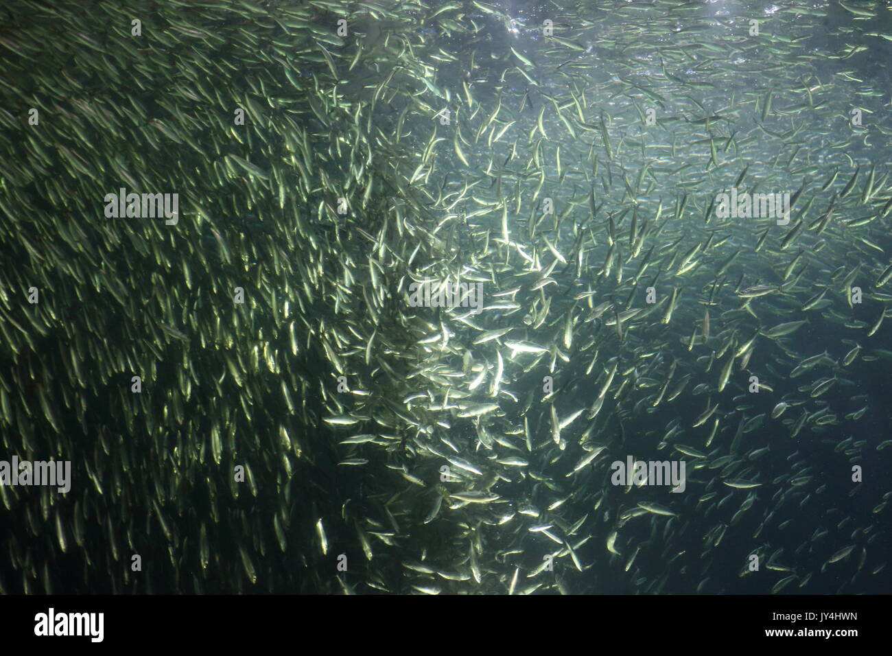 A school of Japanese sardine or Japanese pilchard (Sardinops ...