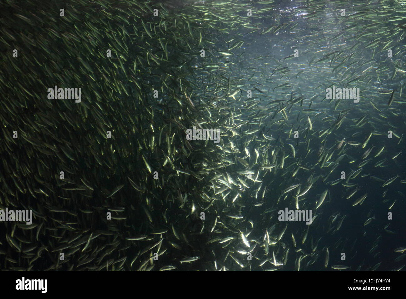 A school of Japanese sardine or Japanese pilchard (Sardinops ...