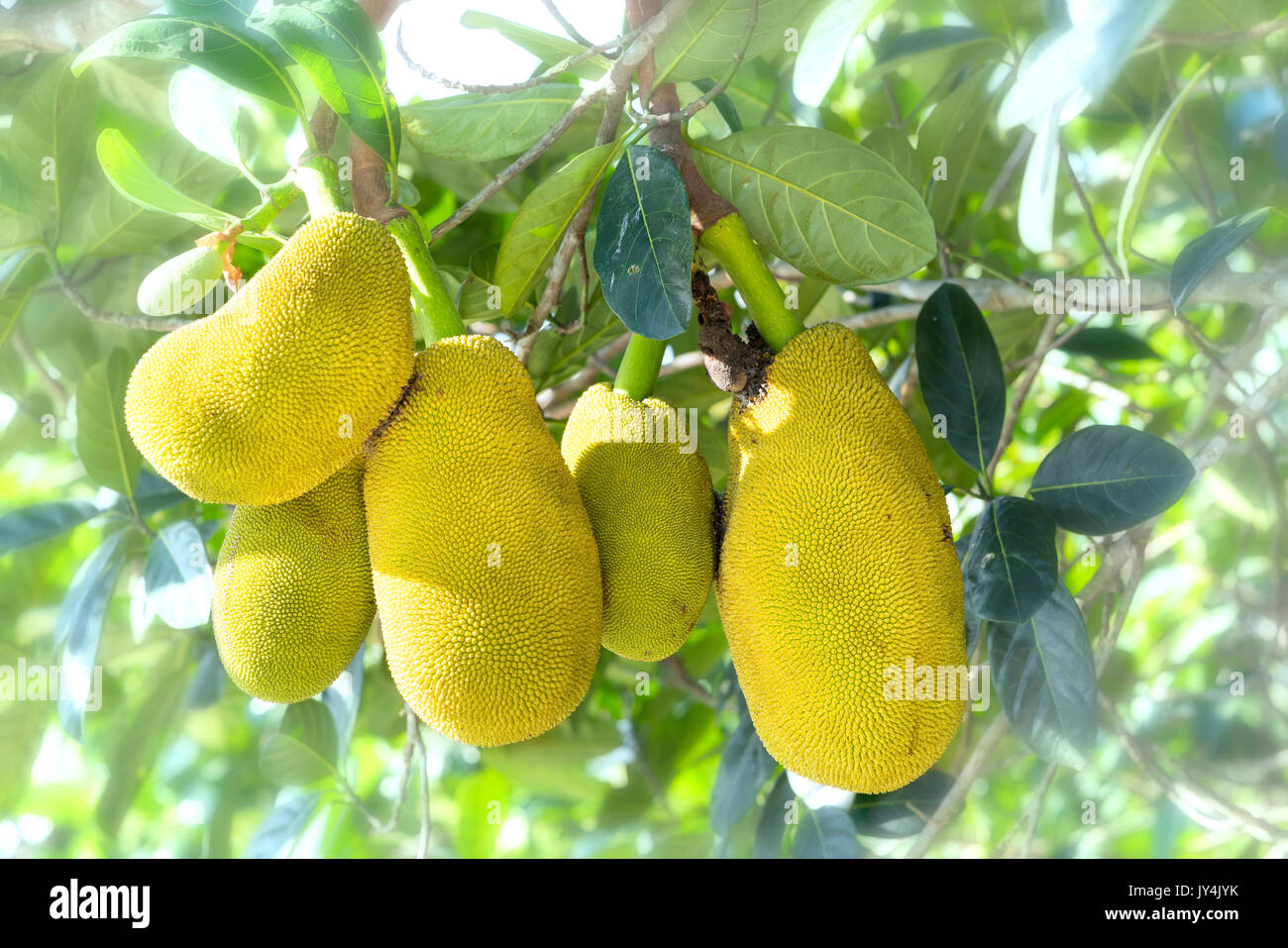 Fruit on the tree with ripe yellow fruit, this is nutritious food and ...