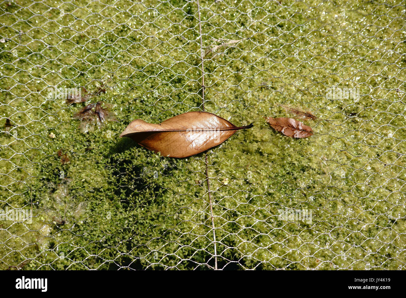 Algae mesh hi-res stock photography and images - Alamy