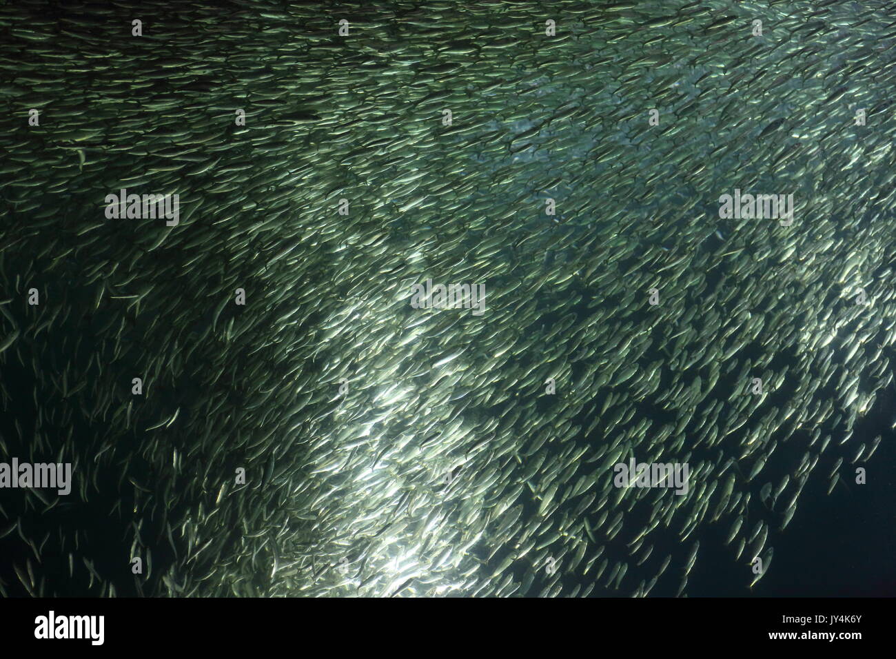 A school of Japanese sardine or Japanese pilchard (Sardinops ...