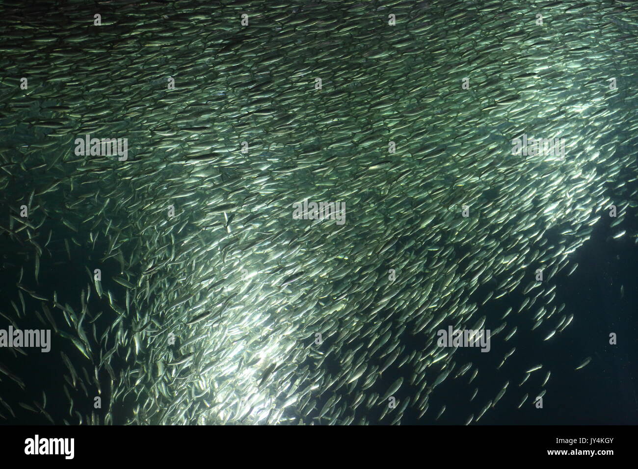 A school of Japanese sardine or Japanese pilchard (Sardinops ...