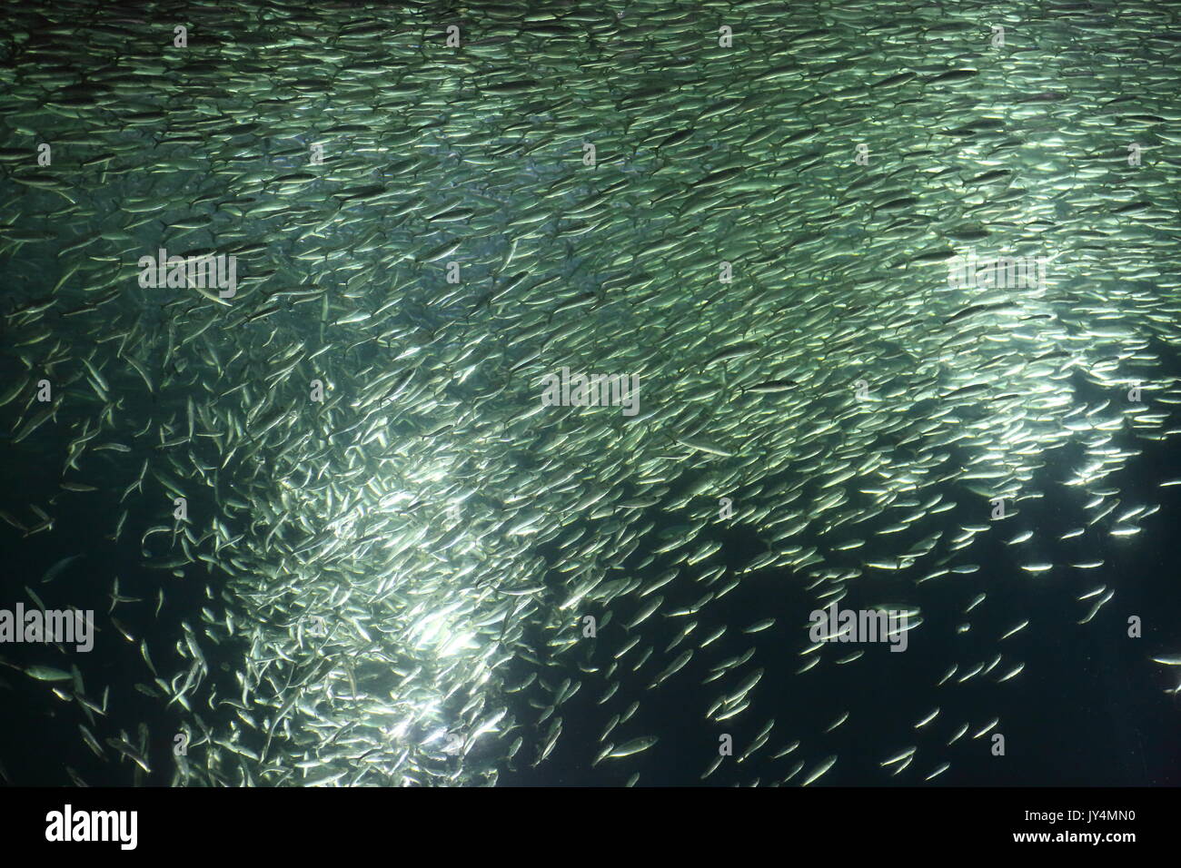 A school of Japanese sardine or Japanese pilchard (Sardinops ...