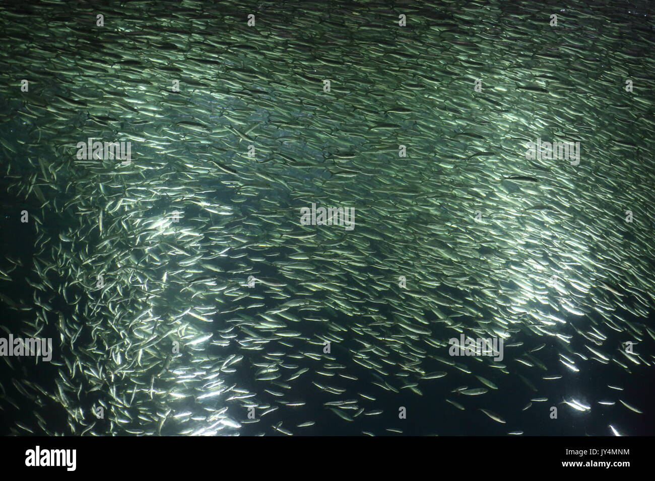 A school of Japanese sardine or Japanese pilchard (Sardinops ...
