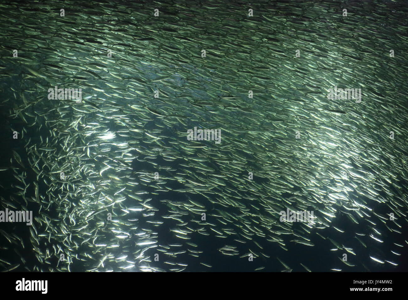 A school of Japanese sardine or Japanese pilchard (Sardinops ...