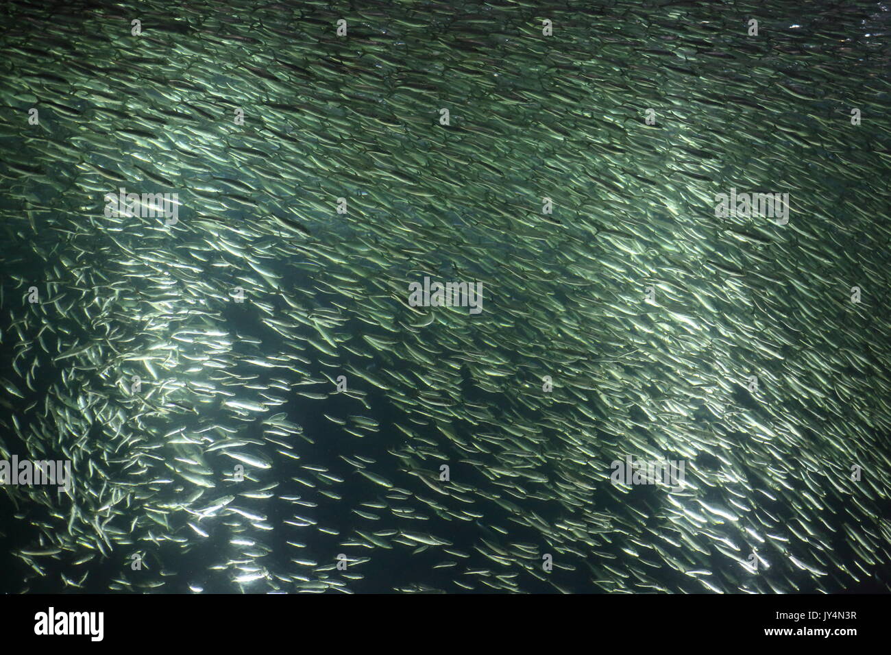 A school of Japanese sardine or Japanese pilchard (Sardinops ...