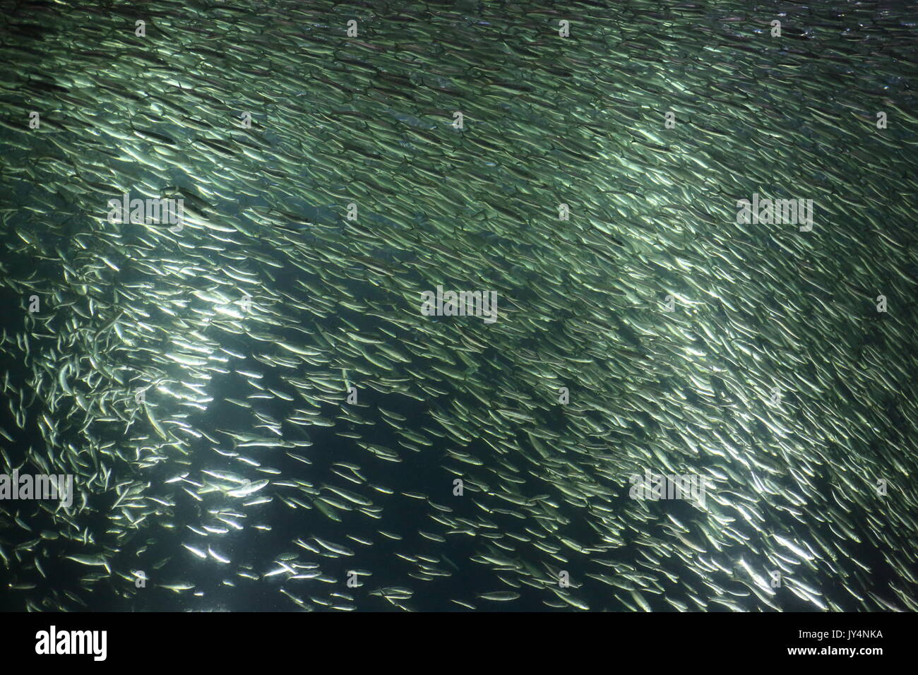 A school of Japanese sardine or Japanese pilchard (Sardinops ...