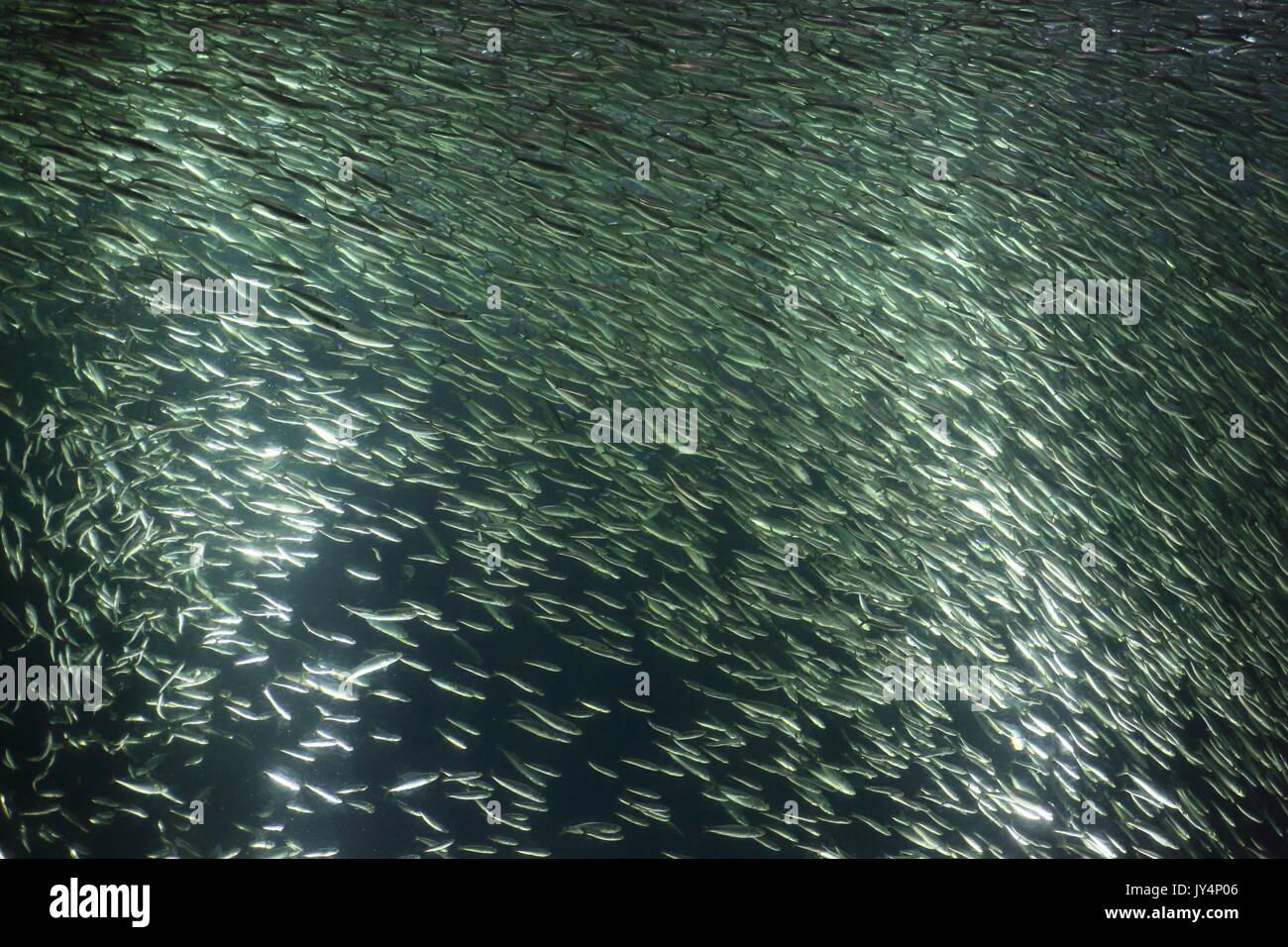 A school of Japanese sardine or Japanese pilchard (Sardinops ...