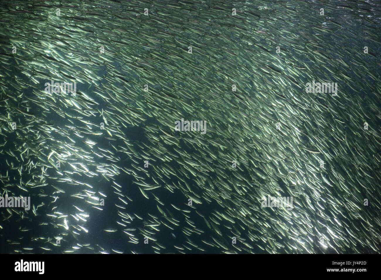 A school of Japanese sardine or Japanese pilchard (Sardinops ...