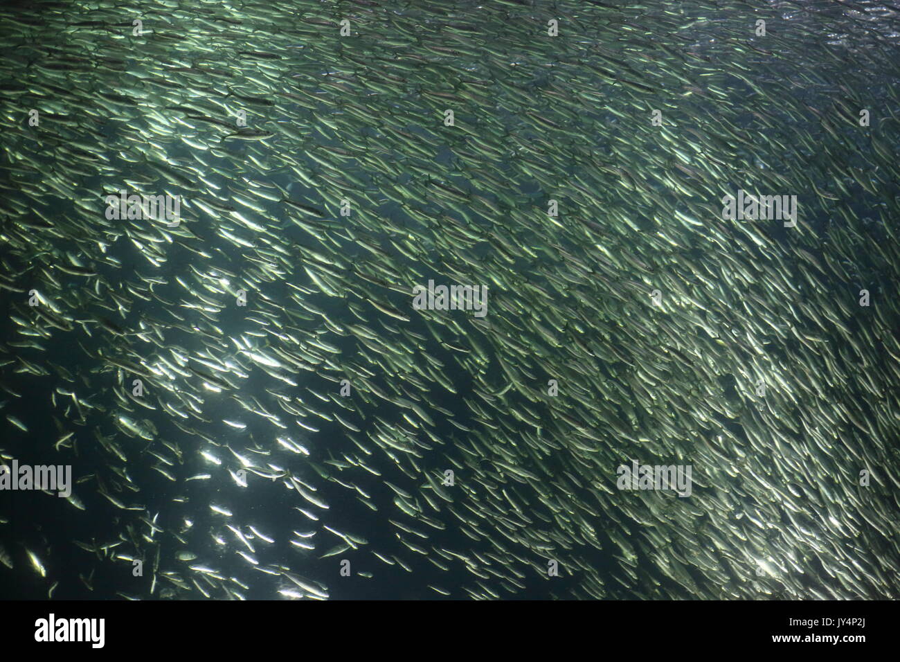 A school of Japanese sardine or Japanese pilchard (Sardinops ...