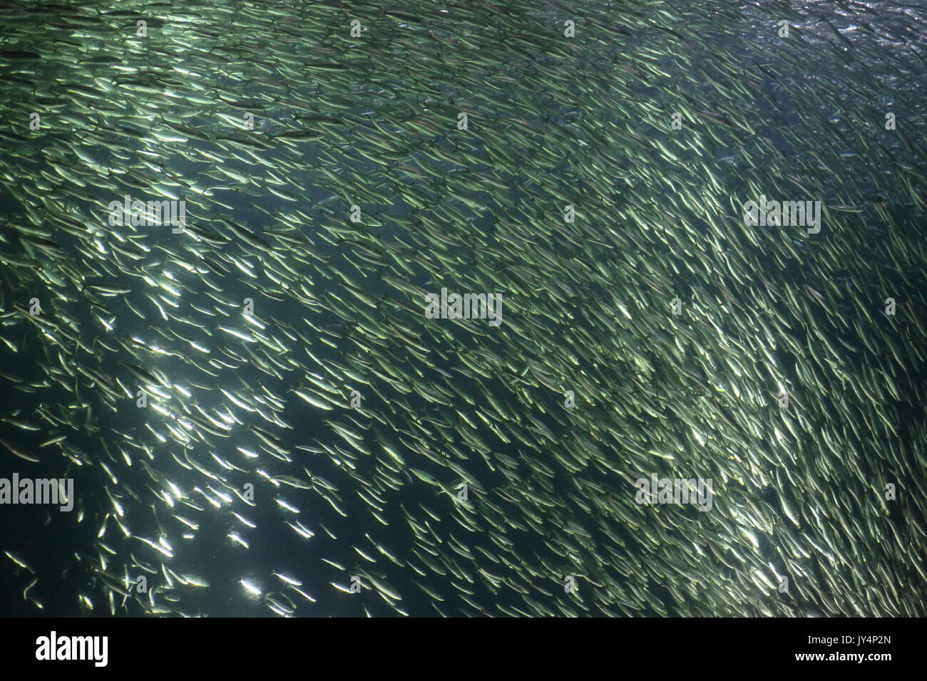 A school of Japanese sardine or Japanese pilchard (Sardinops ...