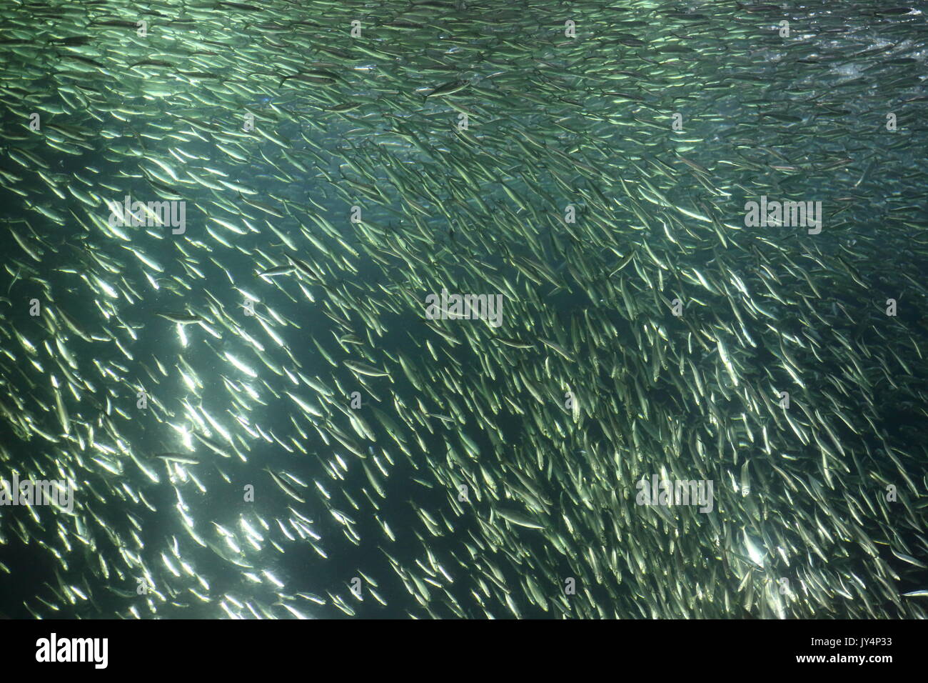 A school of Japanese sardine or Japanese pilchard (Sardinops ...