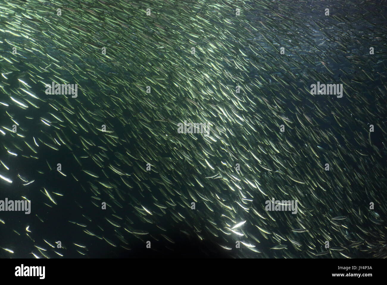 A school of Japanese sardine or Japanese pilchard (Sardinops ...