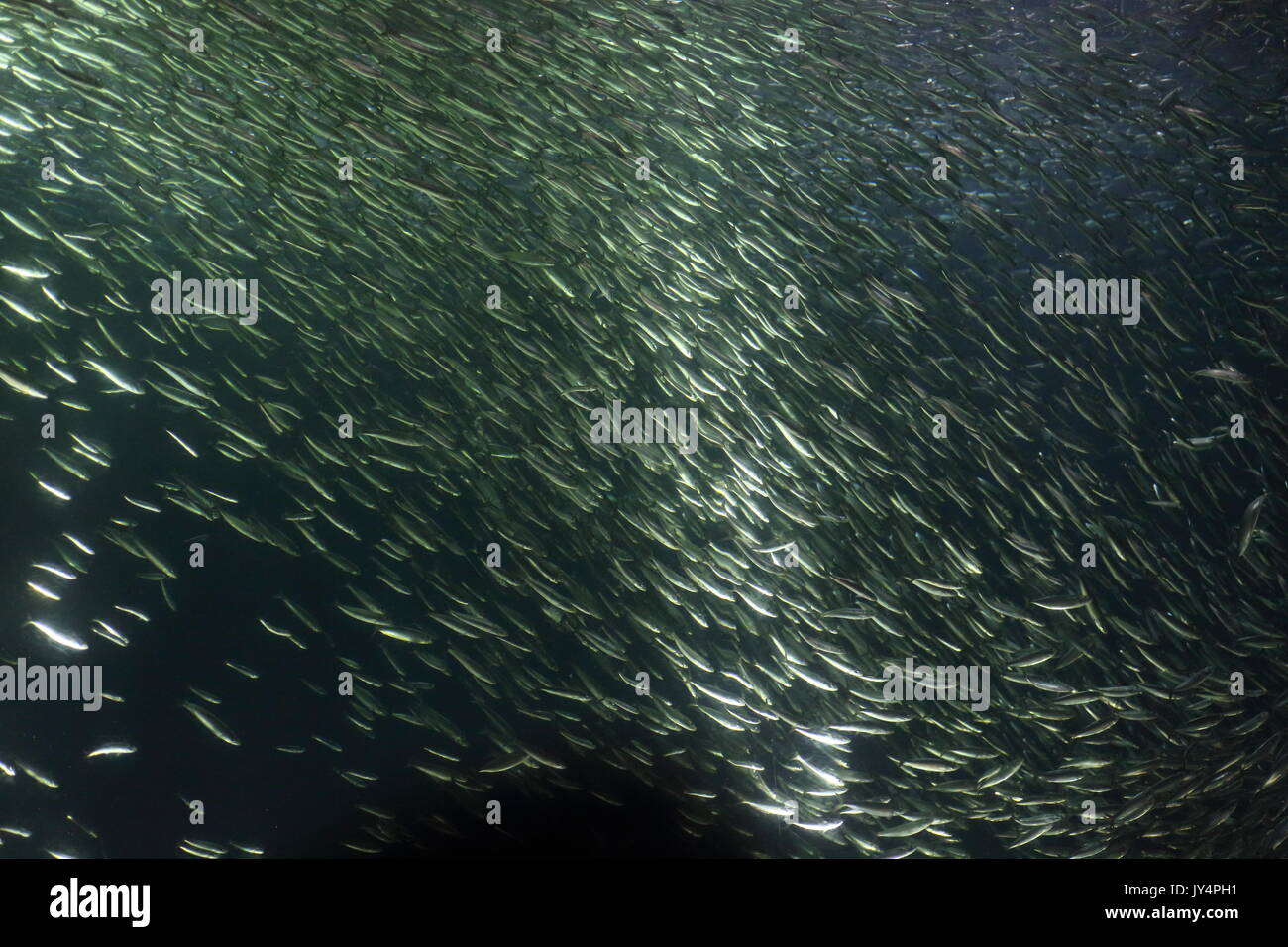 A school of Japanese sardine or Japanese pilchard (Sardinops ...