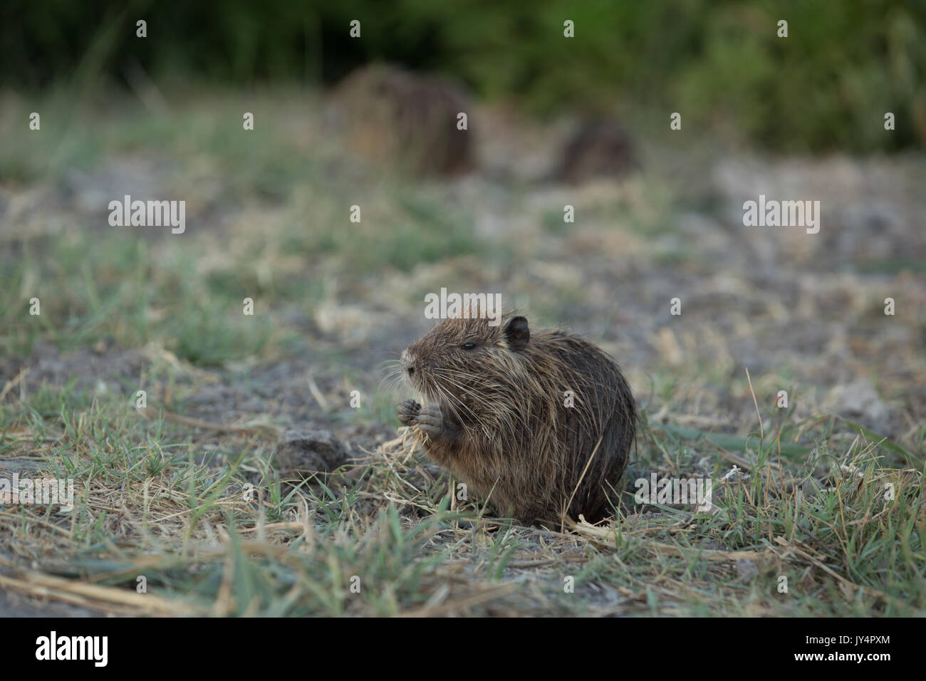 Capalbio scalo hi-res stock photography and images - Alamy