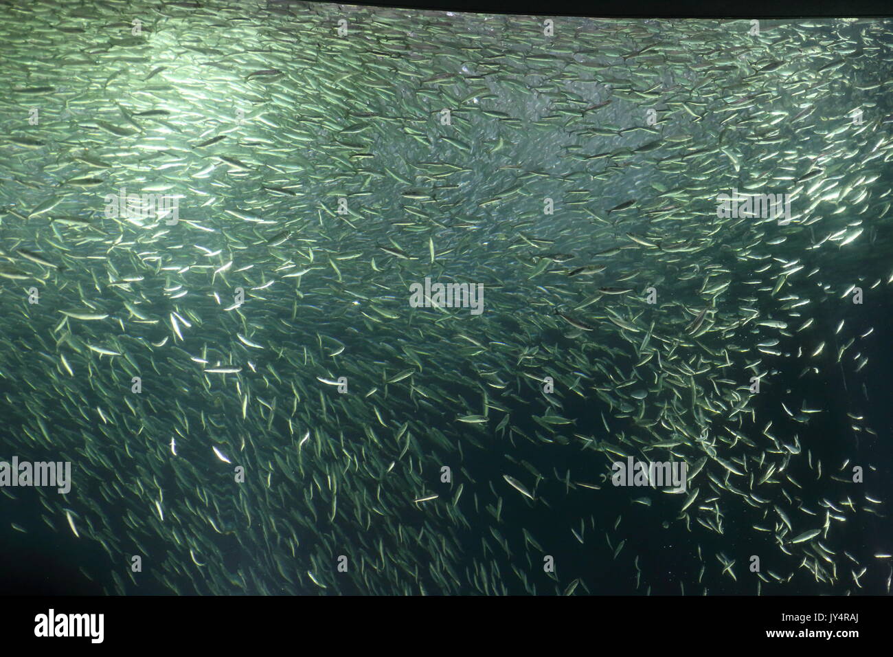 A school of Japanese sardine or Japanese pilchard (Sardinops ...