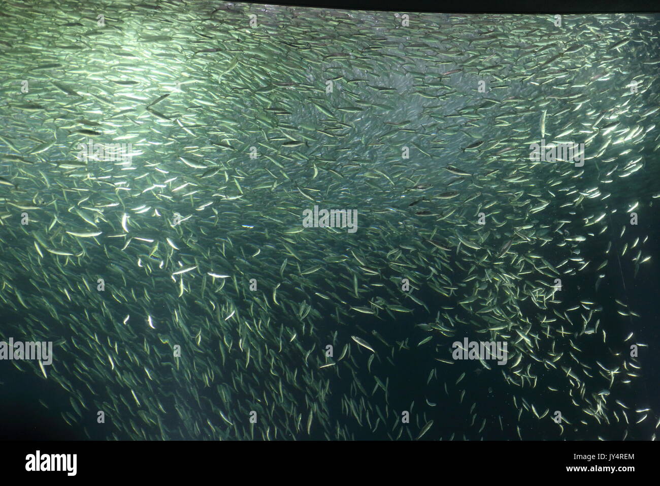 A school of Japanese sardine or Japanese pilchard (Sardinops ...