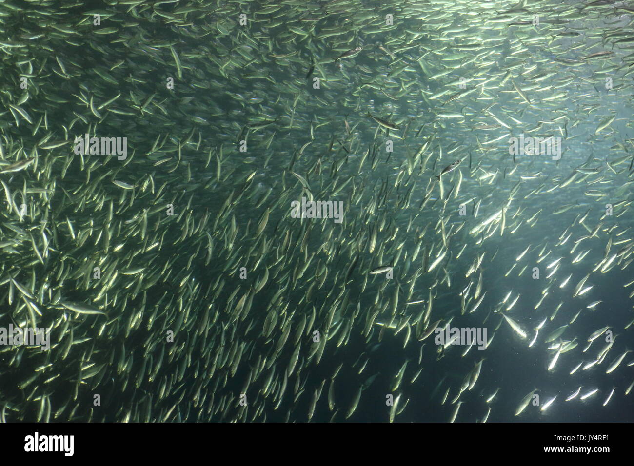 Sardinops melanostictus hi-res stock photography and images - Alamy