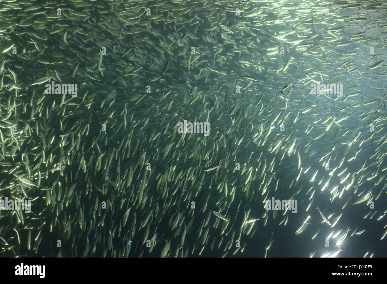 Japanese pilchard hi-res stock photography and images - Alamy