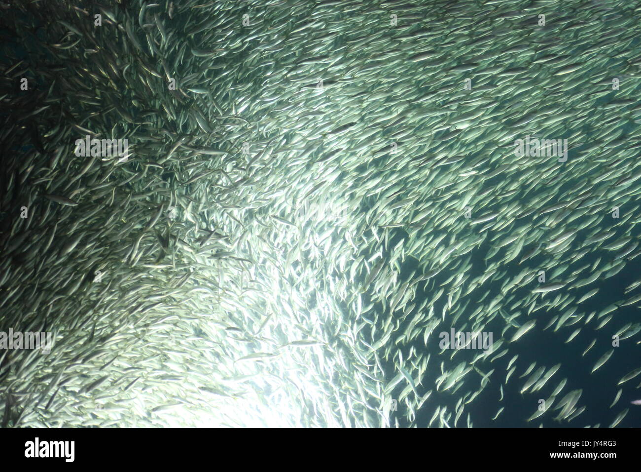 A school of Japanese sardine or Japanese pilchard (Sardinops ...