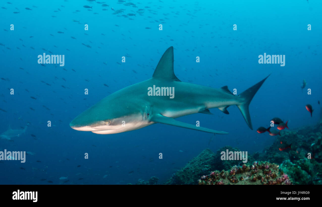 Galapagos shark swimming over the coral reef, Darwin Island, Galapagos ...