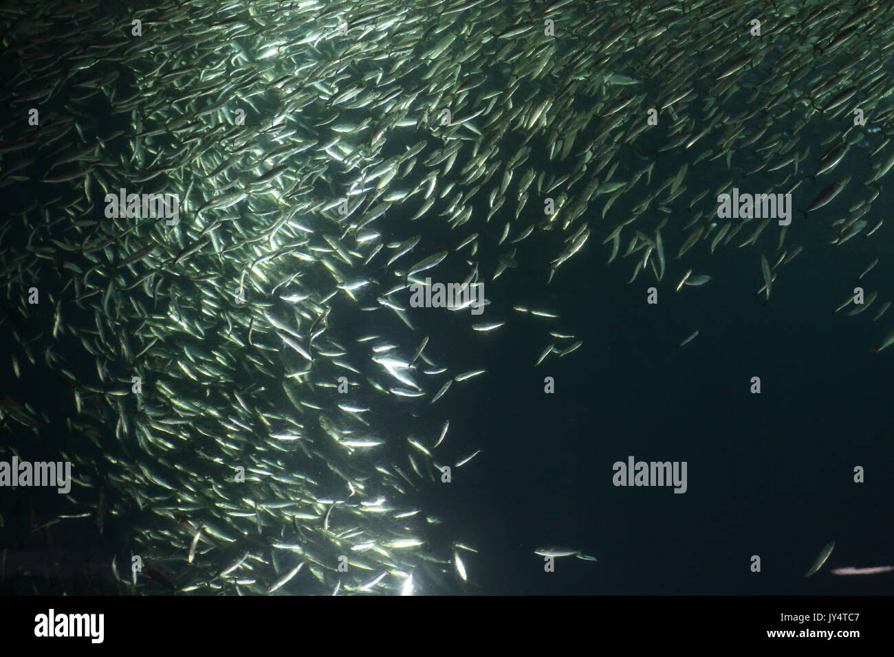 A school of Japanese sardine or Japanese pilchard (Sardinops ...