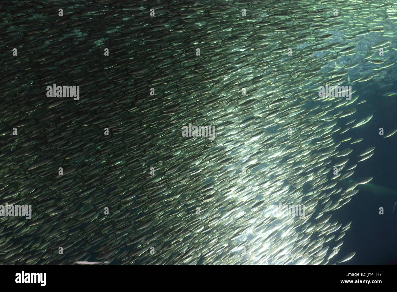 A school of Japanese sardine or Japanese pilchard (Sardinops ...