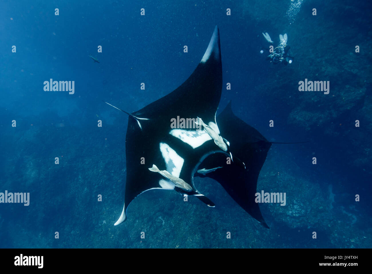 Two oceanic manta rays crossing paths, Revillagigedo Islands, Mexico ...