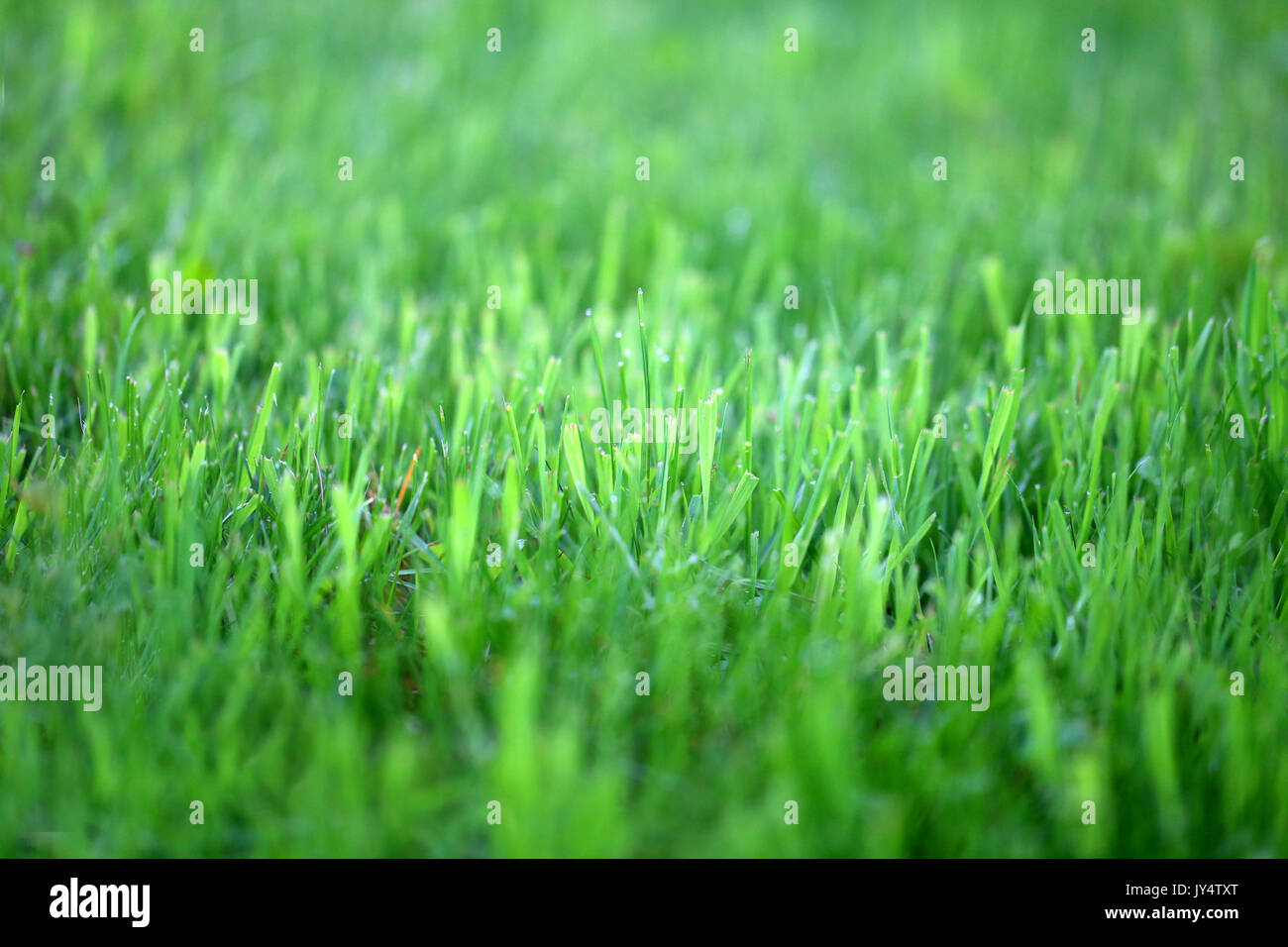 Hin grass hi-res stock photography and images - Alamy