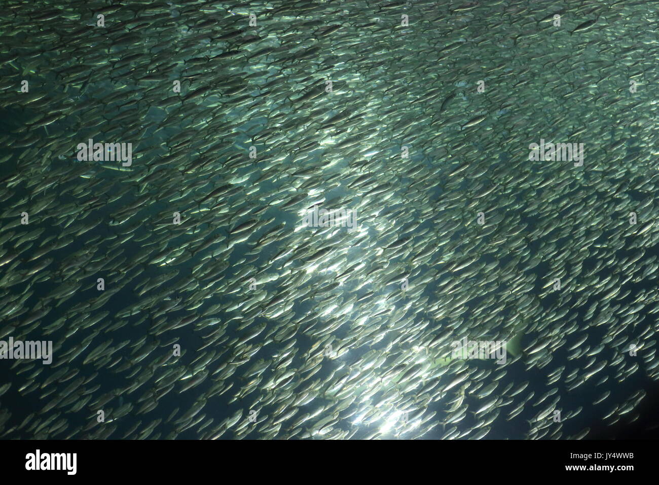 A school of Japanese sardine or Japanese pilchard (Sardinops ...