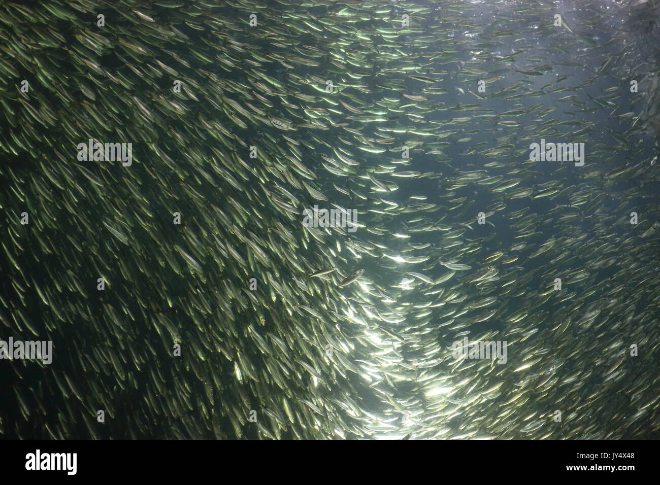 A school of Japanese sardine or Japanese pilchard (Sardinops ...