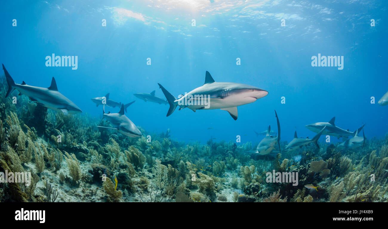 Caribbean reef sharks swimming over the coral reef, Gardens of the ...
