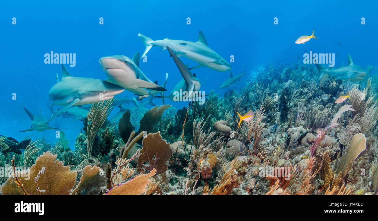 Caribbean reef sharks swimming over the coral reef, Gardens of the ...