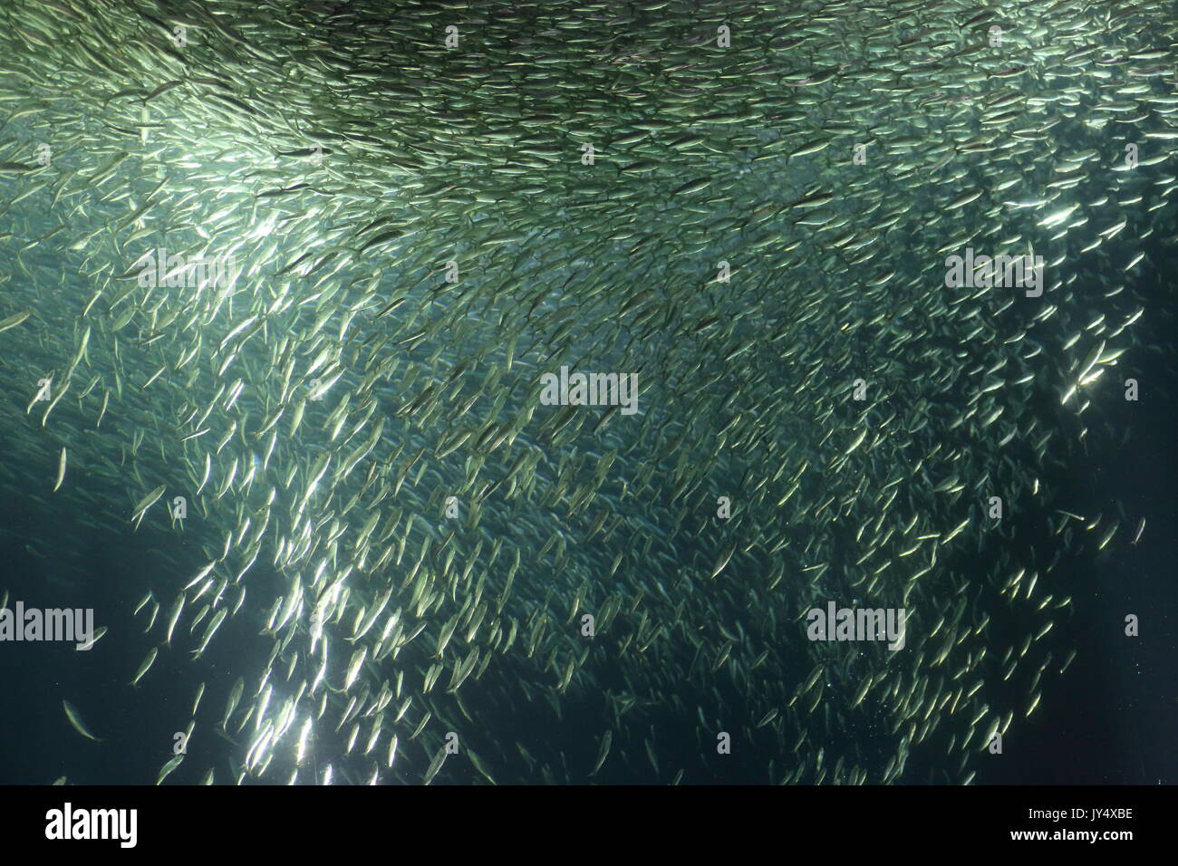 A school of Japanese sardine or Japanese pilchard (Sardinops ...