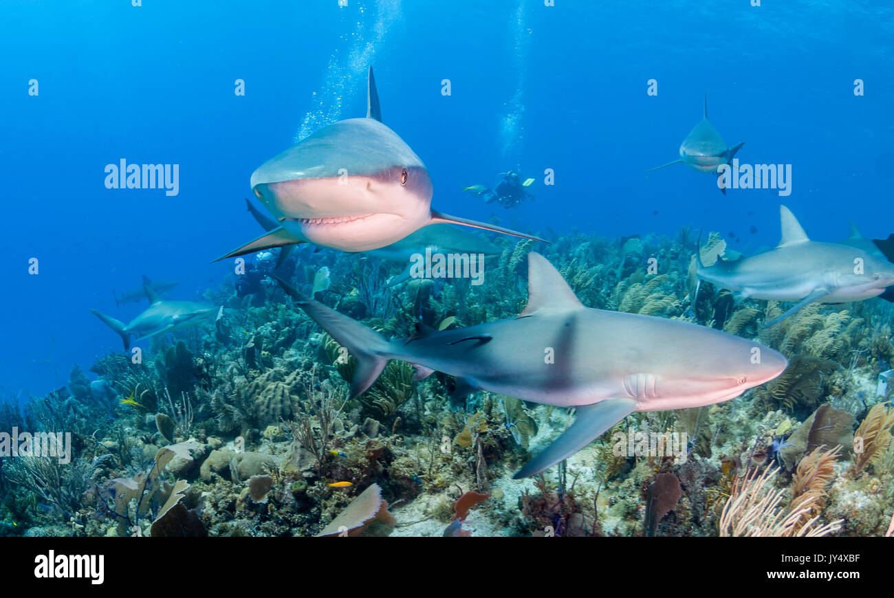 Caribbean reef sharks swimming over the coral reef, Gardens of the ...
