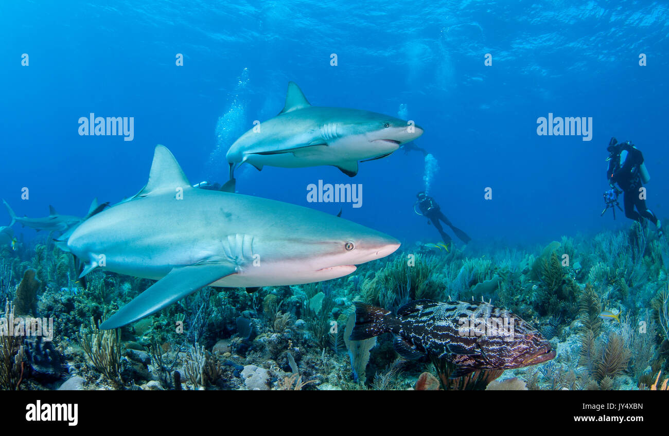 Caribbean reef sharks swimming hi-res stock photography and images - Alamy